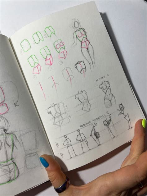 Анатомия 페인트