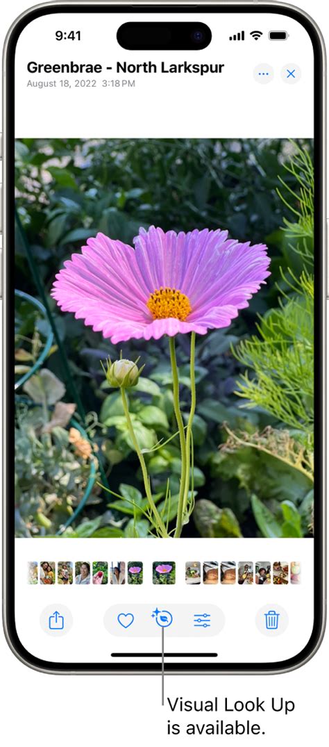 Use Visual Look Up To Identify Objects In Your Photos And Videos On IPhone Apple Support UK