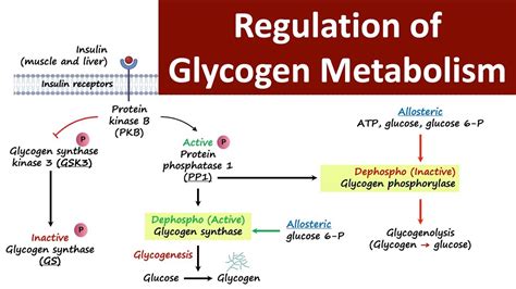 Regulation Of Glycogen Metabolism Glycogen Metabolism Carbohydrate