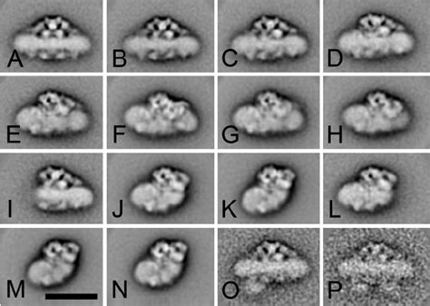 Single Particle Electron Microscopy Of The Iii 2 ؉ Iv 2 And Iii 2 ؉ Iv Download Scientific