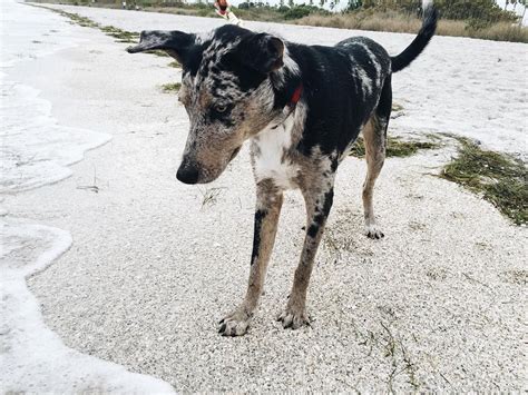 Catahoula Leopard Australian Shepherd Mix For Sale At Nathan Dates Blog