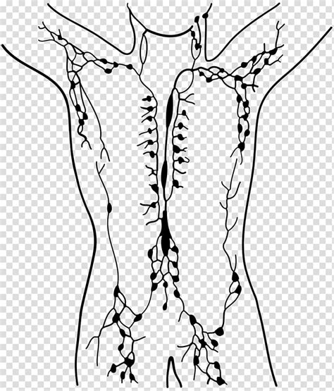 Lymphatic System Manual Lymphatic Drainage Lymphatic Vessel Lymph Node