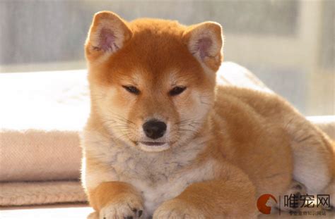 镇江可以养柴犬吗唯宠网