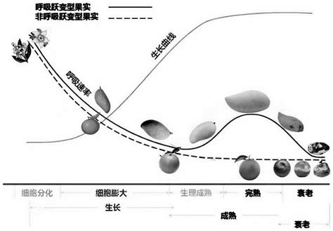 呼吸跃变型水果保鲜膜的制备方法
