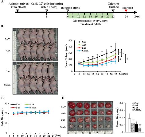 Figure 9 From Synergistic Combination Of Luteolin And Asiatic Acid On Cervical Cancer In Vitro