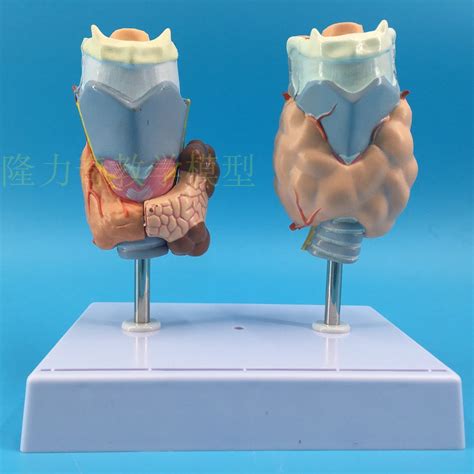 0382 人體病理甲狀腺模型 甲亢甲低 內分泌系統醫學解剖 甲狀腺模型 蝦皮購物