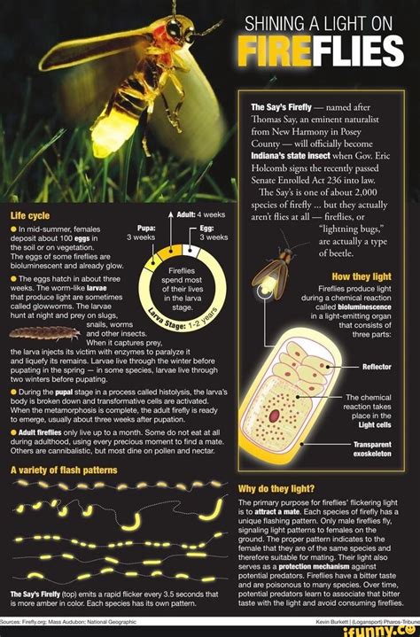 A Wit Life Cycle Adult 4 Weeks In Mid Summer Females Egg 3 Weeks