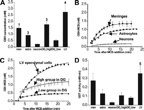 Quantification Of GSH Concentration In Different Brain Regions A GSH Download Scientific