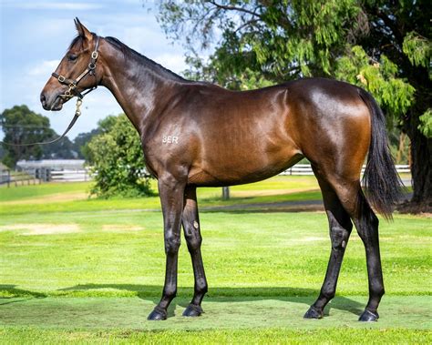 2026 Perth Yearling Sale Lot 156 Playing God Aus Cosmic Jeuney