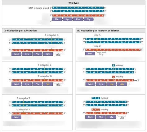 Mutation Diagram Quizlet