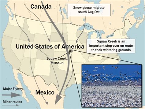 Geese Migration Patterns