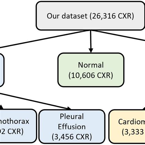 Distribution Of X Ray Images In Consolidated Dataset Download Scientific Diagram