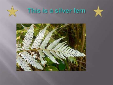 ferns by mia and emma m pptx gardening home and garden