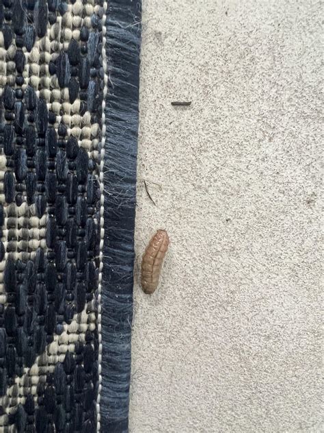 What Kind Of Larvae Is This R Bugidentification