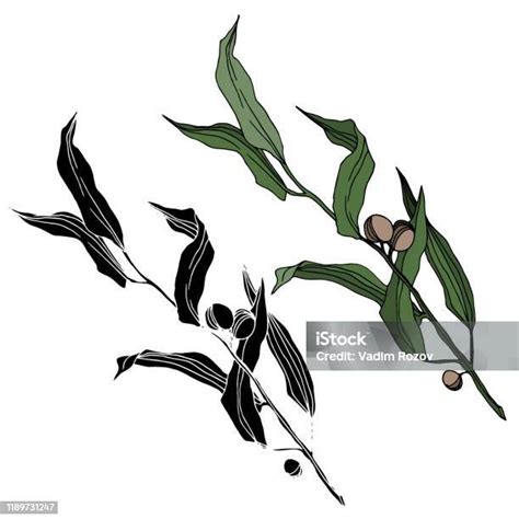 벡터 유칼립투스 나무 잎입니다 흑백 잉크 아트가 새겨져 있습니다 격리 된 유칼립투스 그림 요소 0명에 대한 스톡 벡터 아트 및 기타 이미지 Istock