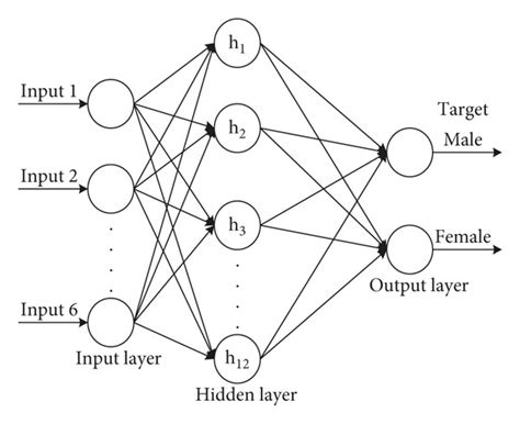 Sex Determination Of Three‐dimensional Skull Based On Improved Backpropagation Neural Network