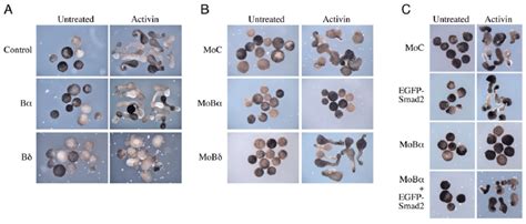 Bα And Bδ Act On The Activin Nodal Signalling Pathway In Xenopus A C Download Scientific
