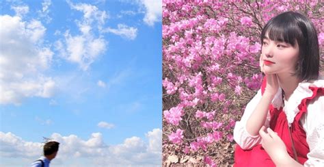 올해 개나리·진달래 평년보다 일주일이나 빨리 피며 봄 일찍 시작된다 인사이트