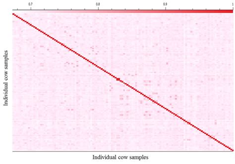 A Heat Map Depiction Of The Genomic Kinship Matrix Showing The