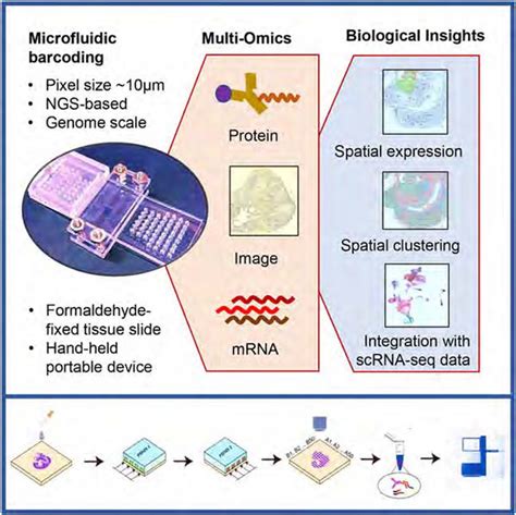 High Spatial Resolution Multi Omics Sequencing Via Deterministic Barcoding In Tissue Pmc