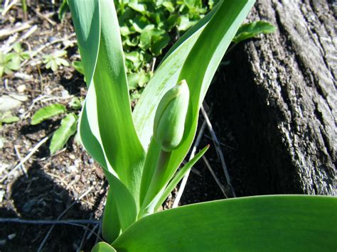 2009 0510mothersdaywknd0040 Sandra Holte Flickr