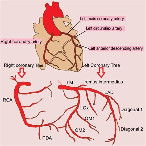 Pdf Myocardial Perfusion Spect Imaging Radiotracers And Techniques