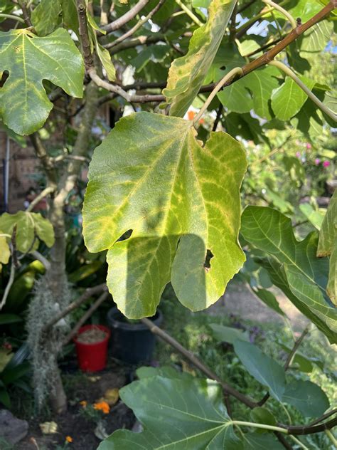 Typical Yellow Leaves And Potential Rust Fig Tree Rgardeningaustralia