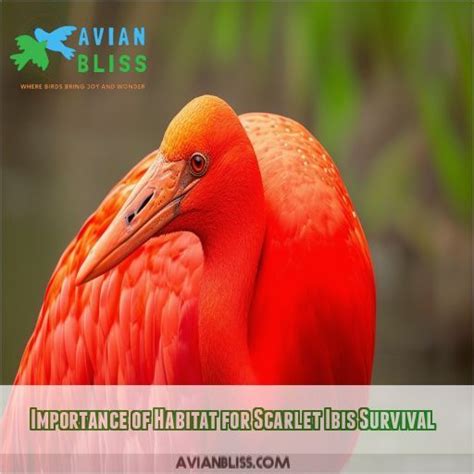 How Is The Environment Important To Scarlet Ibis Survival Key Factors