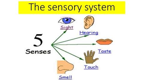 The Sensory System Unit 1 Natural Science