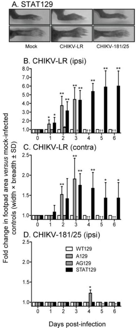 [pdf] Interferon Alpha Beta Deficiency Greatly Exacerbates Arthritogenic Disease In Mice