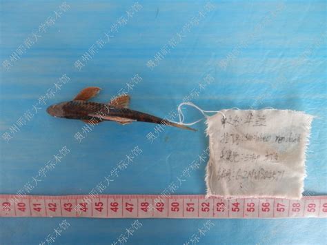 华鲮 Sinilabeo rendahli 物种库 国家动物标本资源库