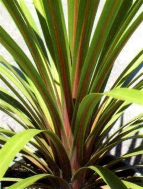 Cordyline Assorted Wholesale Nursery Nurseries In Melbourne Sydney