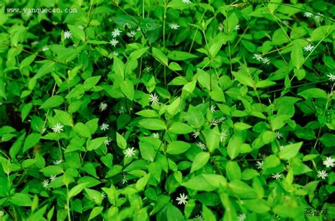 柳叶繁缕 植物百科 燕雀草