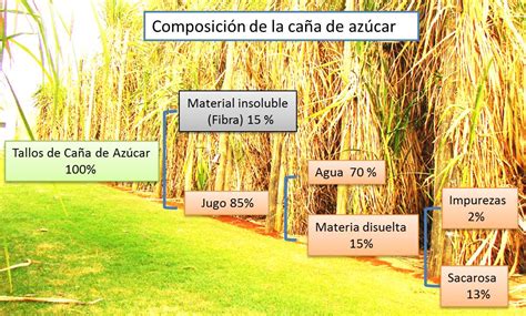 Algunos Aspectos Sobre La Producción De Sacarosa En El Cultivo De La