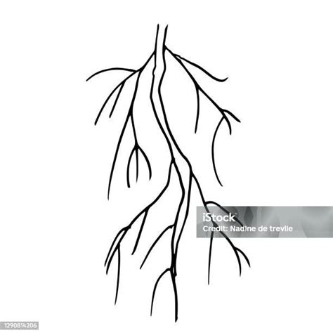 루트 섬유질 뿌리 시스템 흰색 배경에 격리된 윤곽의 벡터 그림입니다 식물책 및 디자인용 0명에 대한 스톡 벡터 아트 및 기타 이미지 Istock