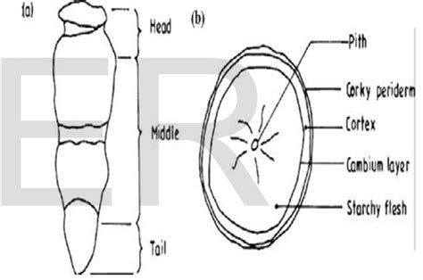 Morphology Of The Cassava Tuber A General Morphology And