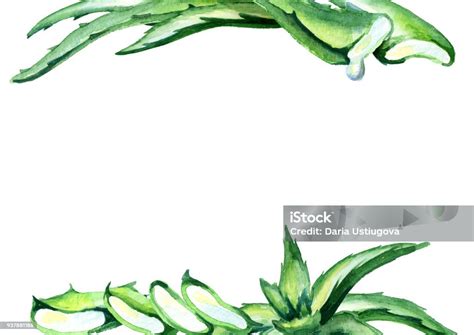 유기농 알로에 베라 템플릿입니다 수채화 손으로 그린 배경 알로에베라에 대한 스톡 벡터 아트 및 기타 이미지 알로에베라 건강관리와 의술 건강한 생활방식 Istock