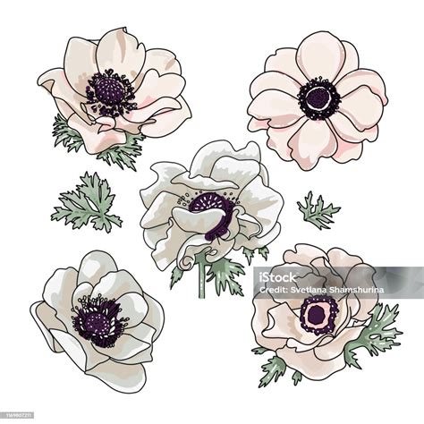 꽃 부케 디자인에 대한 설정 Og 손으로 그린 말미잘 정원 핑크 복숭아 라벤더 크림 분말 창백한 왁스 꽃 녹지 잎 웨딩 벡터 초대 카드 윤곽 수채화 요소 가루로 빻은에 대한