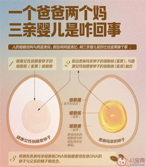 三亲婴儿是什么意思 三亲婴儿技术目的是什么有何争议 八宝网