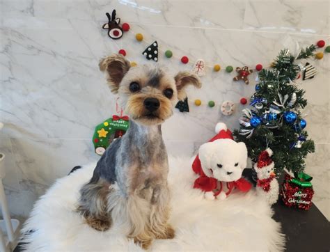 요크셔테리어 짱구 엑조틱크기 터키시앙고라크기 페르시안크기 하이랜드폴드크기 애완견크기 반려견크기 소형견무료입양사이트 중형견무료입양사이트 대형견무료입양사이트 미니비숑프리제무료