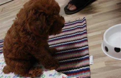 泰迪犬不吃狗糧怎麼辦？寵主別擔心，5招讓狗狗不挑食 每日頭條