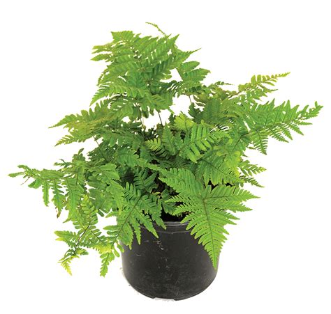 Dryopteris Erythrosora Lifestyle Home Garden Online Store