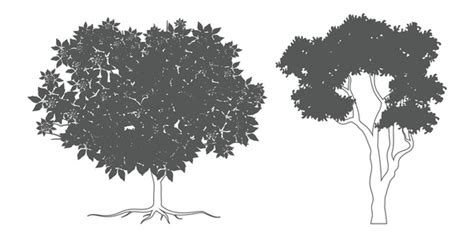 1352 Architectural Tree Elevation Vectors Royalty Free Images Stock