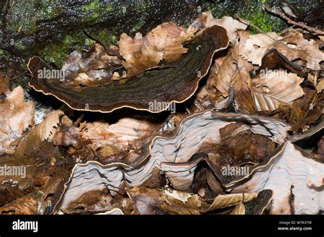 Saprophytic Fungi