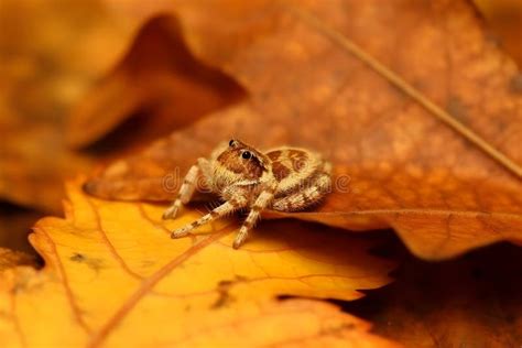 Super Macro Image Of Jumping Spider Neural Network AI Generated Stock Image Image Of