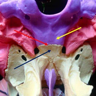 The Figure Illustrates The Synchondrosis Articulation Between The Download Scientific Diagram