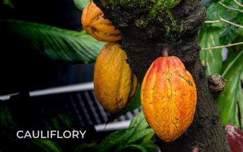Cocoa Fermentation Process How Does Cocoa Fermentation Work
