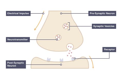 Igcse Biology 2017 2 89 Understand The Role Of Neurotransmitters At Synapses