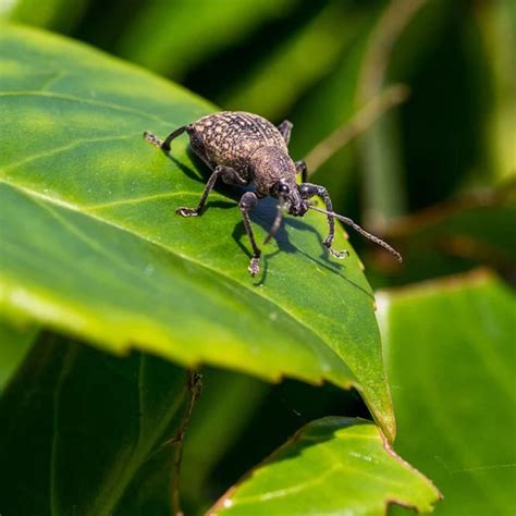 Dragonfli Vine Weevil Killer 100m2 Buy Vine Weevil Killer Online