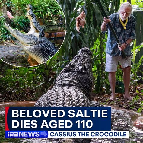 Cassius The Worlds Largest Crocodile 9 News Melbourne Facebook